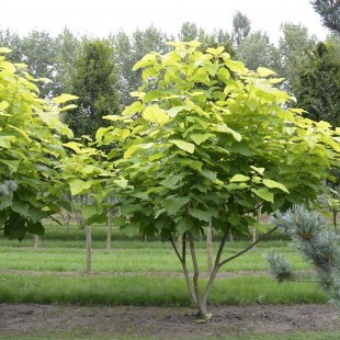 Multi-stem | Van Roessel Topiary Trees