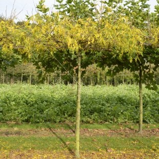 Dakvorm bomen | Van Roessel Vormbomen