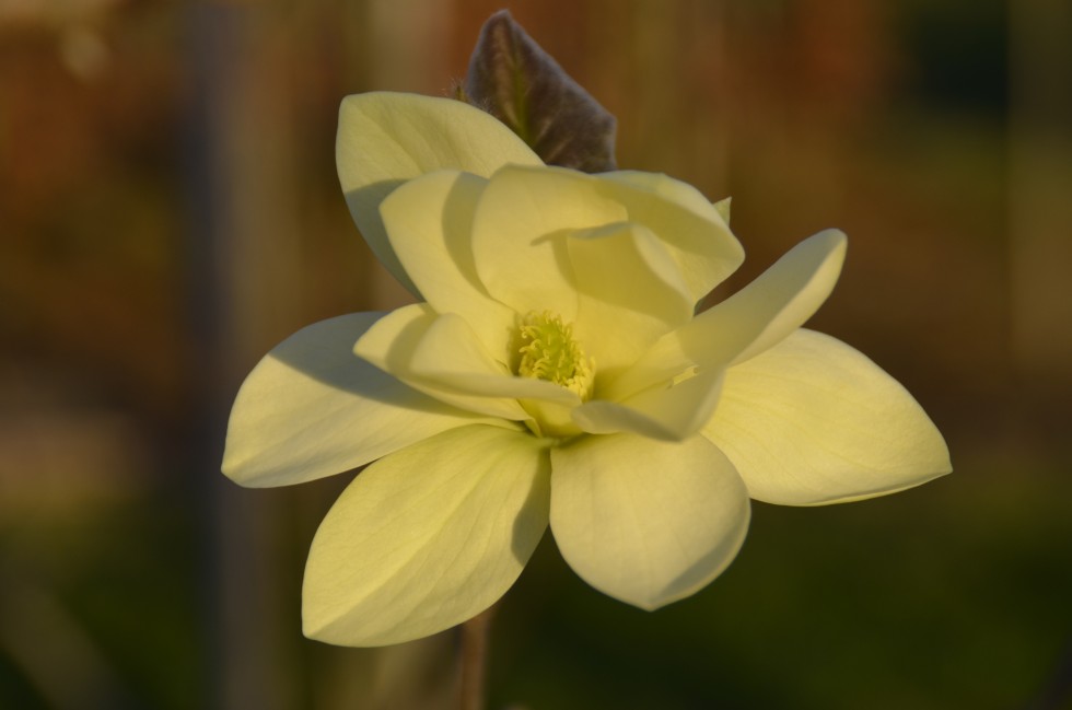 Magnolia 'Gold Star' | Van Roessel Topiary Trees