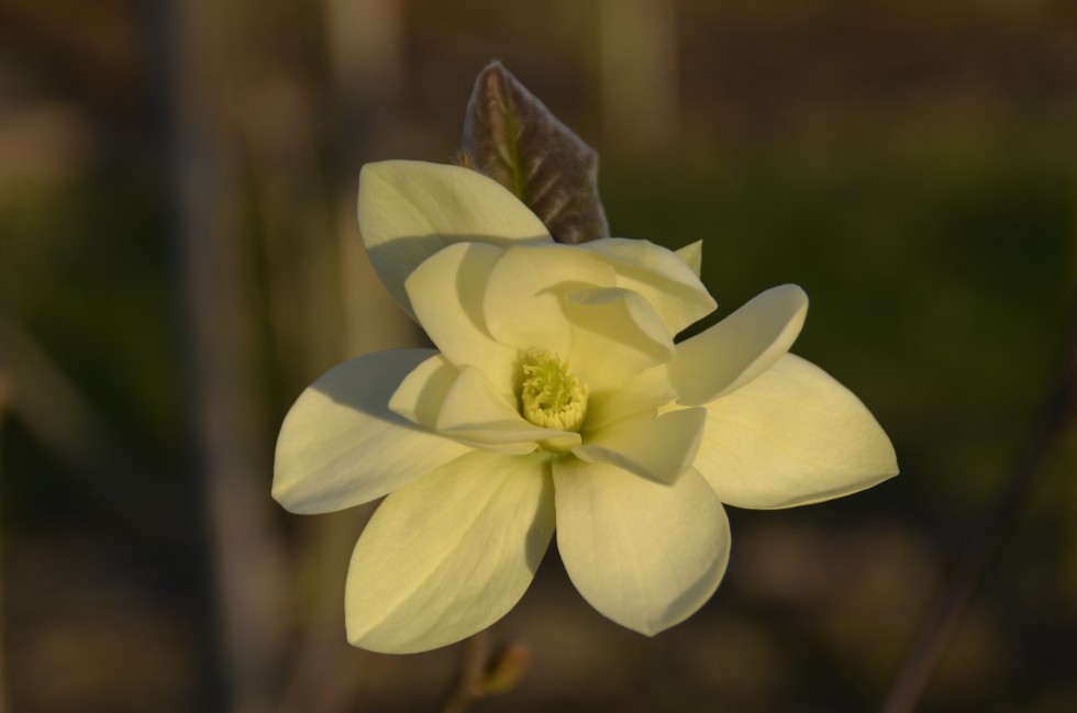 Magnolia 'Gold Star' | Van Roessel Topiary Trees