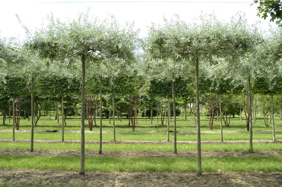Pyrus salicifolia 'Pendula' | Van Roessel Vormbomen