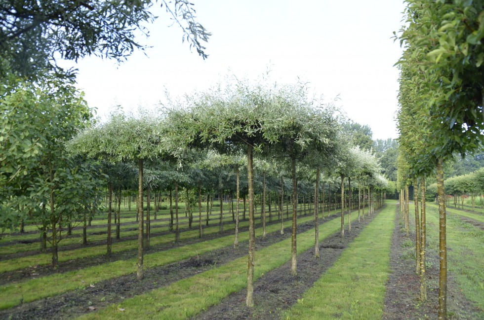 Pyrus salicifolia 'Pendula' | Van Roessel Vormbomen