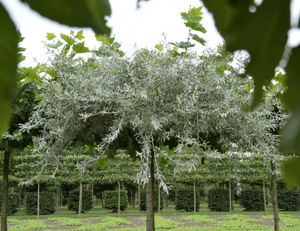 Pyrus salicifolia 'Pendula' | Van Roessel Vormbomen